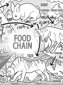 AR Science Life Cycle and Food Chain Coloring Pages - TechnologyEDUC