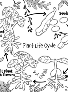 AR Science Life Cycle and Food Chain Coloring Pages - TechnologyEDUC
